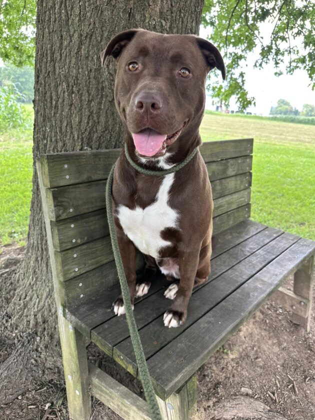 HSOV extends adoption special through March 11 | News, Sports, Jobs ...